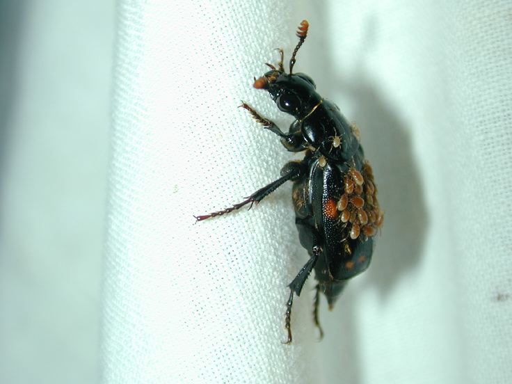 Field Biology in Southeastern Ohio: August 2010