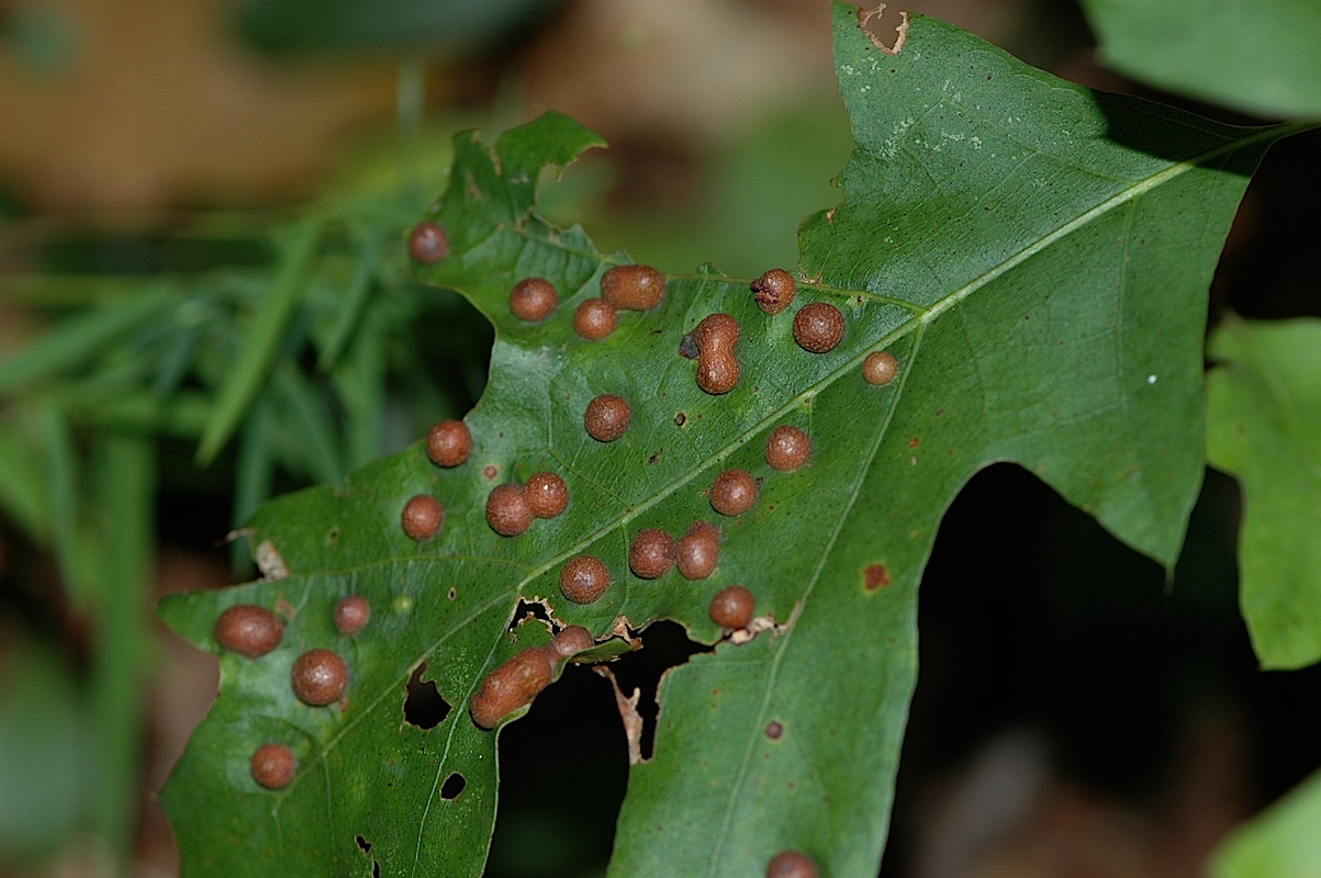 Field Biology in Southeastern Ohio: That took a lot of GALL
