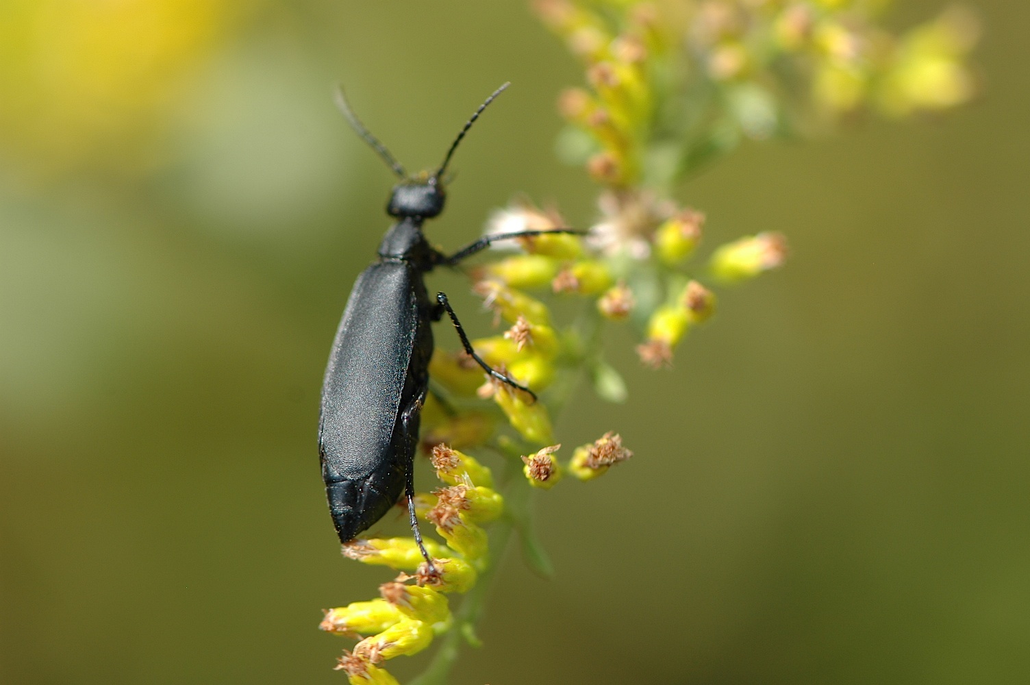 Field Biology in Southeastern Ohio: Get down on your hands and knees