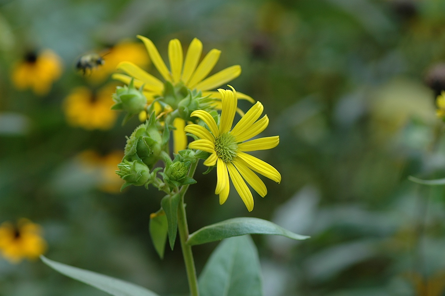 Field Biology in Southeastern Ohio: Sunflowers, Coneflowers, and DYC's ...