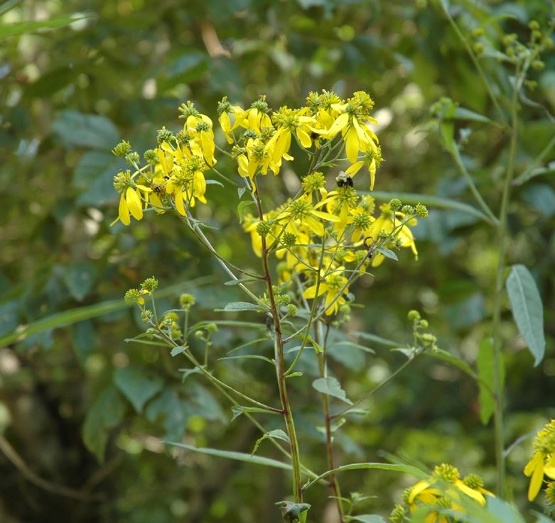 Field Biology in Southeastern Ohio: Sunflowers, Coneflowers, and DYC's ...
