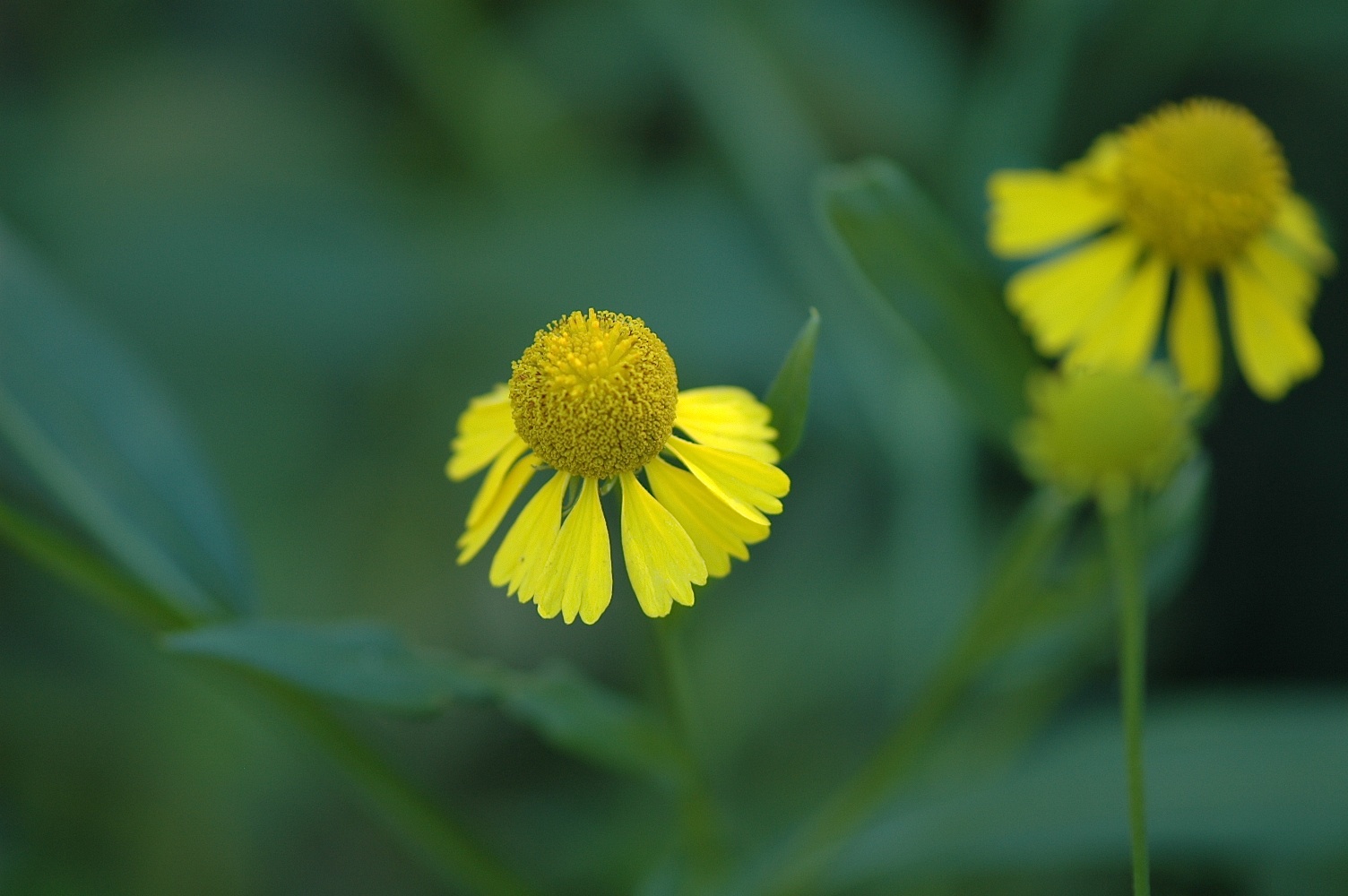 Field Biology in Southeastern Ohio: Sunflowers, Coneflowers, and DYC's ...