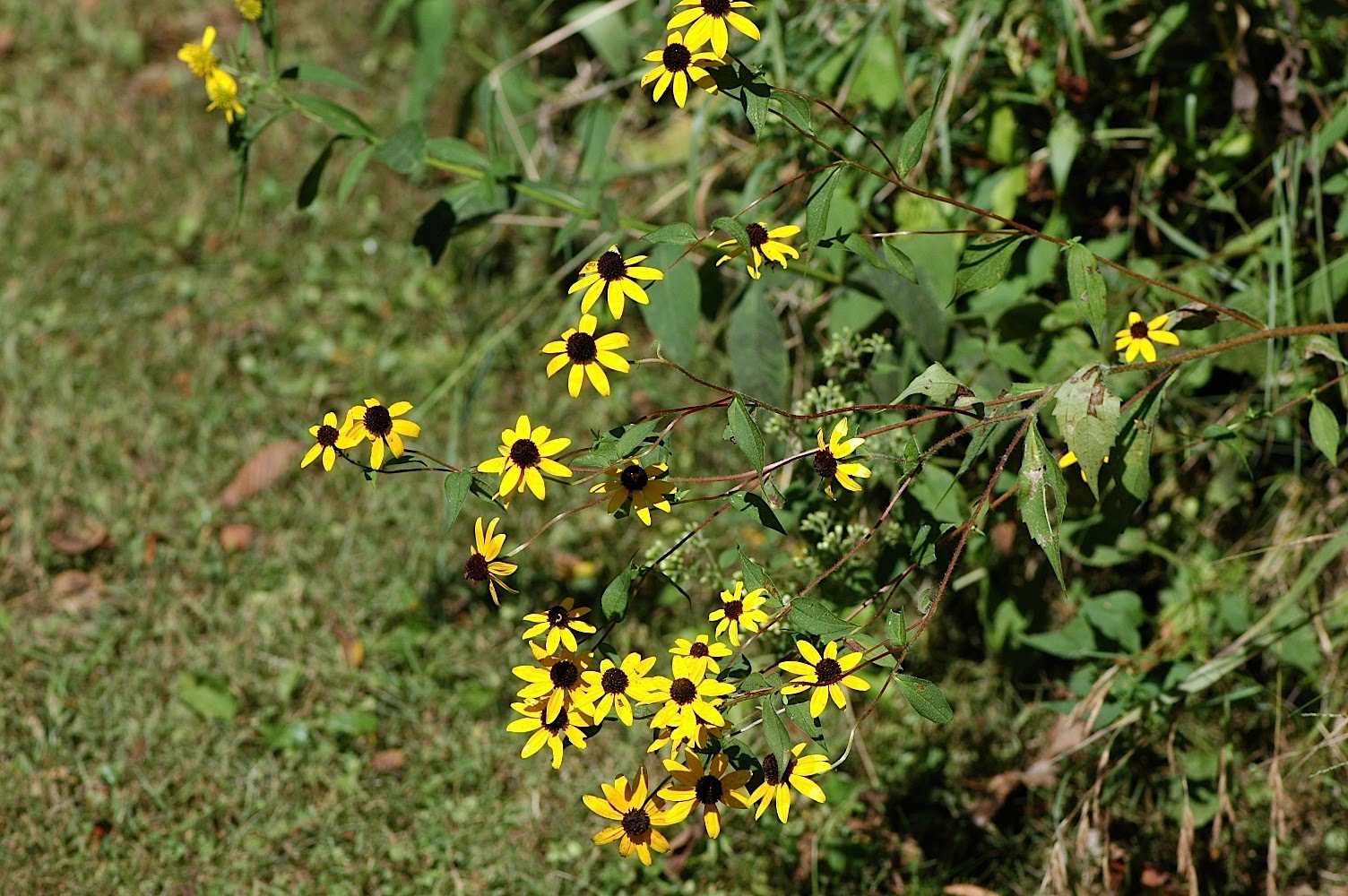 Field Biology in Southeastern Ohio: Sunflowers, Coneflowers, and DYC's ...