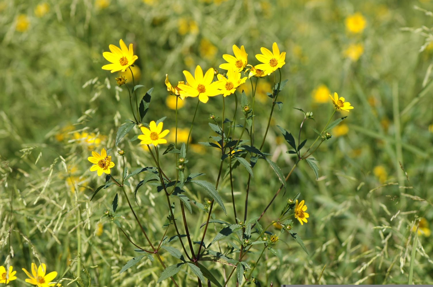 Field Biology in Southeastern Ohio: Coneflowers, Sunflowers (part2)