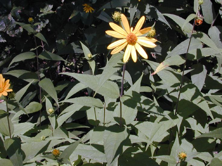 Field Biology in Southeastern Ohio: Coneflowers, Sunflowers (part2)