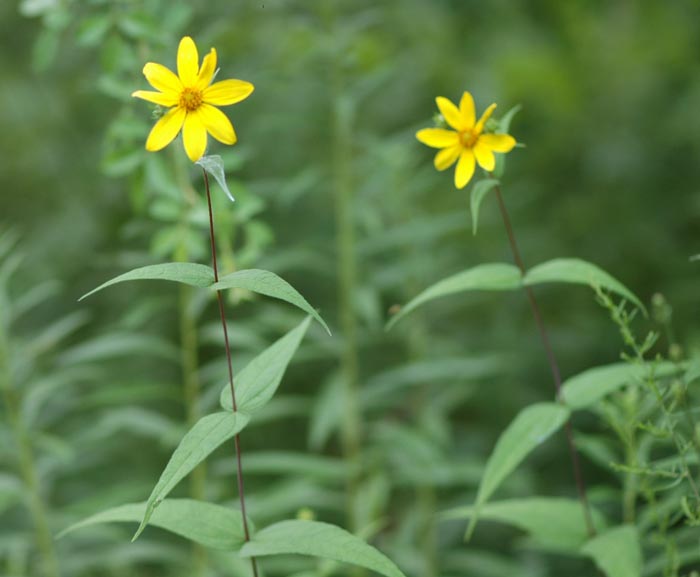 Field Biology in Southeastern Ohio: Coneflowers, Sunflowers (part2)