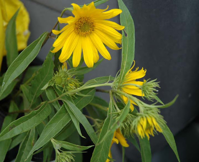 Field Biology in Southeastern Ohio: Coneflowers, Sunflowers (part2)