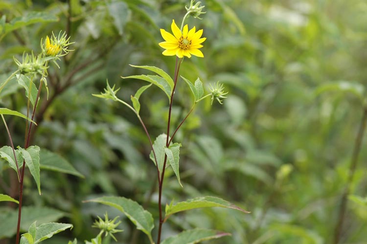 Field Biology in Southeastern Ohio: Coneflowers, Sunflowers (part2)