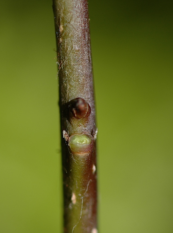 Field Biology in Southeastern Ohio: Zaleski Wetlands
