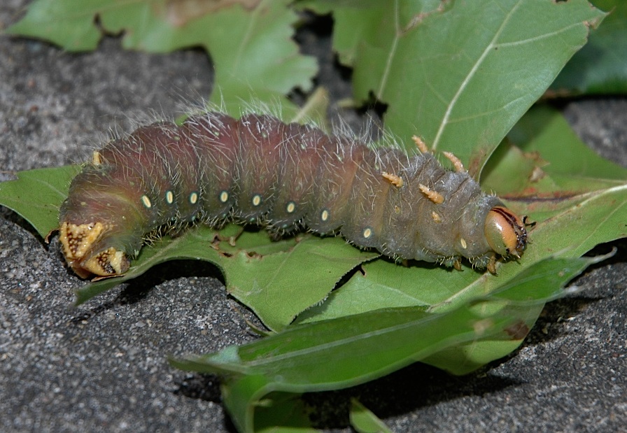 Field Biology in Southeastern Ohio: Zaleski Wetlands