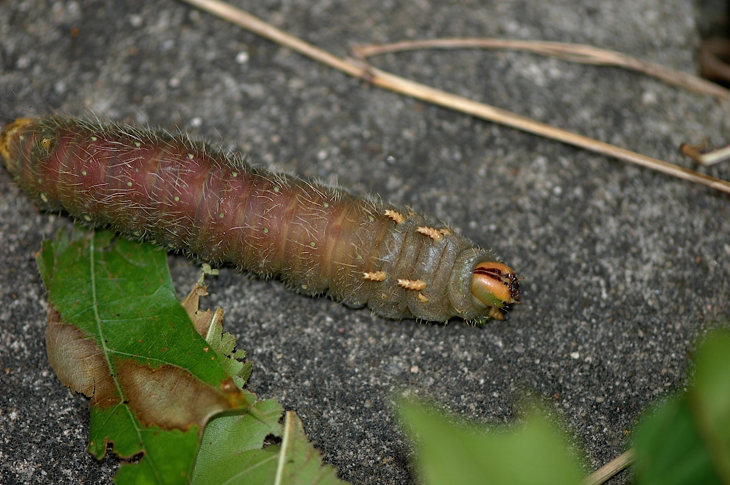 Field Biology in Southeastern Ohio: Zaleski Wetlands