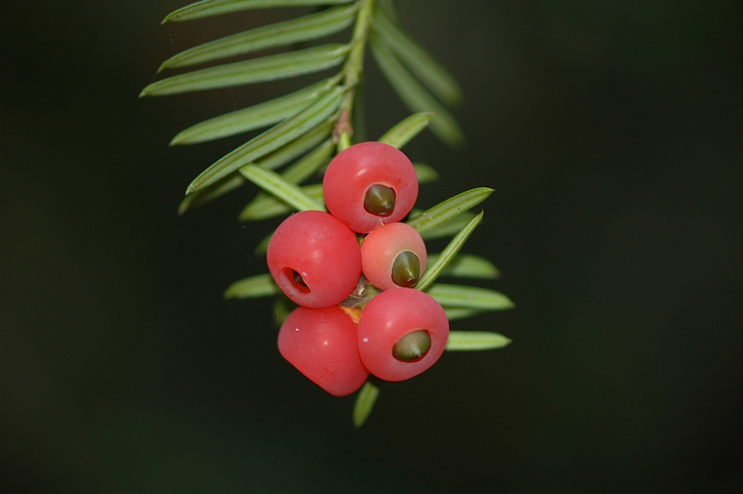 Japanese Yew Berries