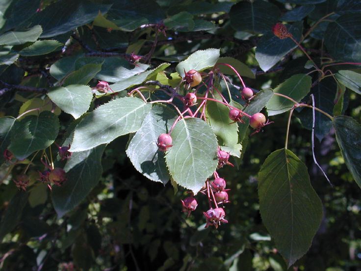 Field Biology in Southeastern Ohio: It's Red, Can I Eat It?