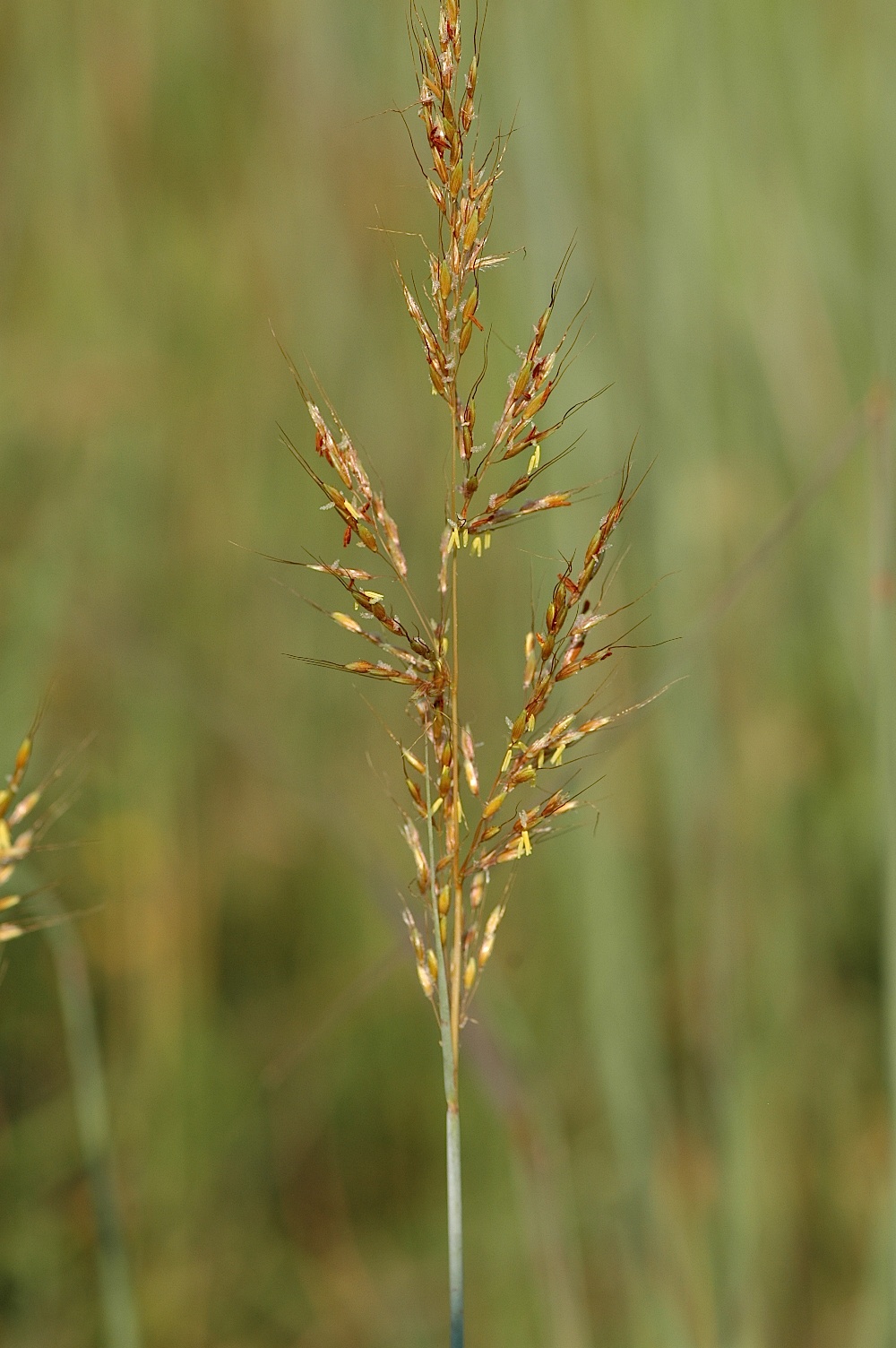 Switchgrass Seed Head