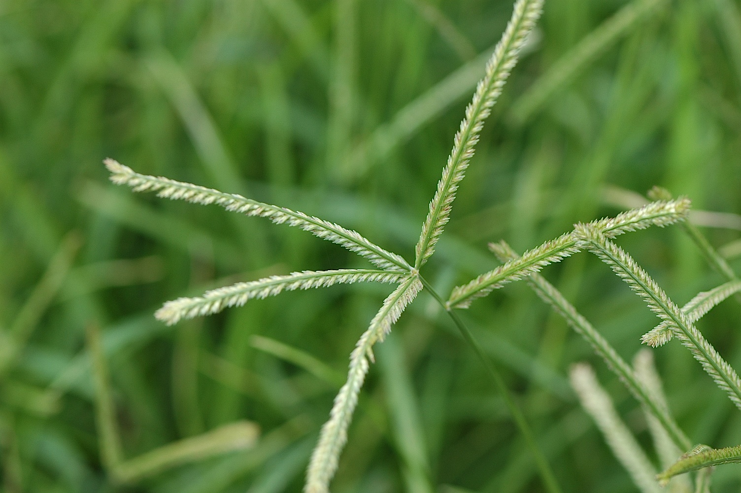 Field Biology in Southeastern Ohio: October 2010
