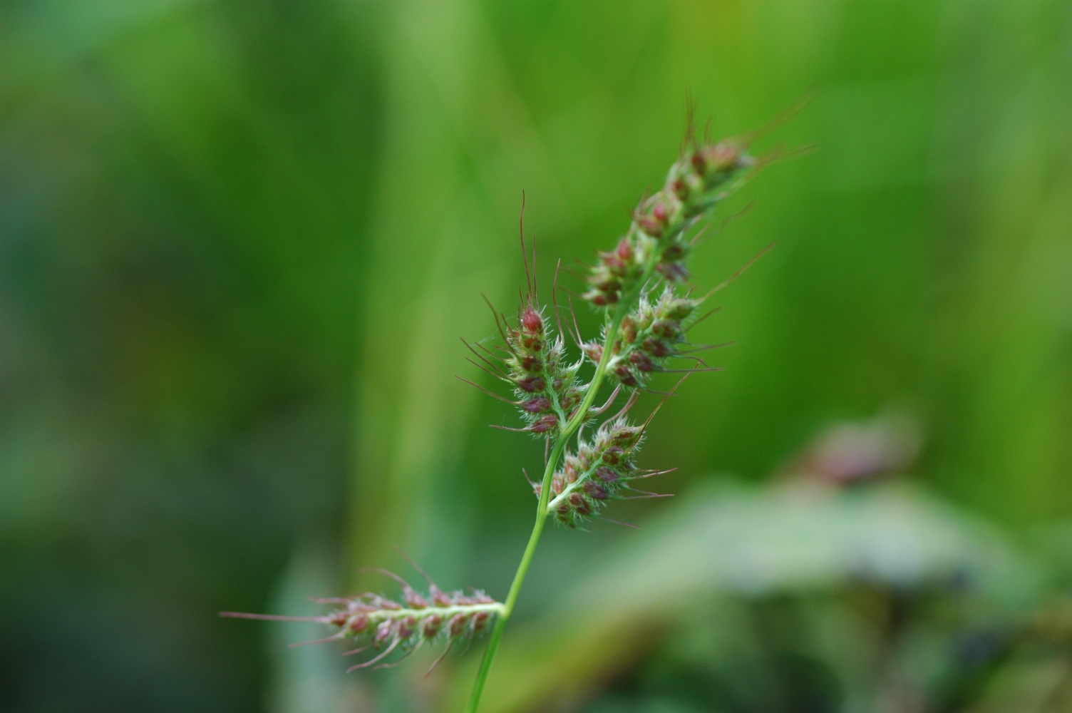 Field Biology in Southeastern Ohio: Pass The Grass