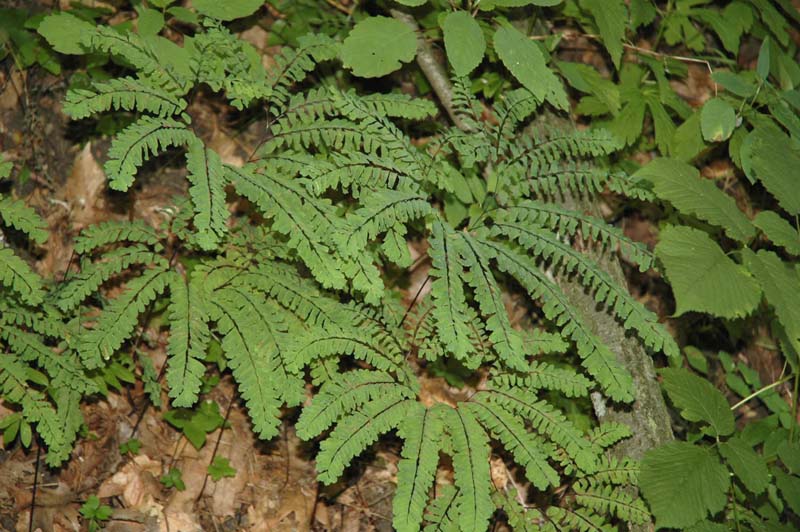 Field Biology in Southeastern Ohio: A Few Ferns