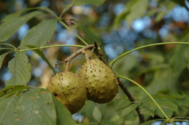 Field Biology in Southeastern Ohio: A Fall Fruit Free-For-All