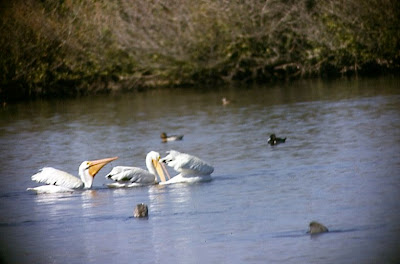 Field Biology in Southeastern Ohio: Water Birds and Waders