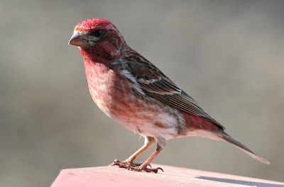 Surner Birding: Varied Thrush-Palmer