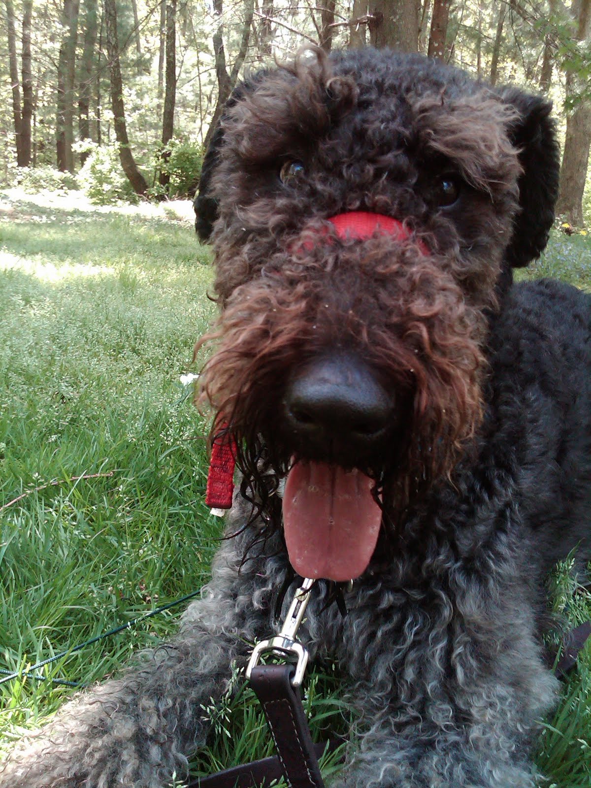 The Griffindale Three Dog Blog