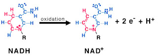 PHYTOMEDCHILE: NADH Y ENFERMEDADES DE PARKINSON Y ALZHEIMER