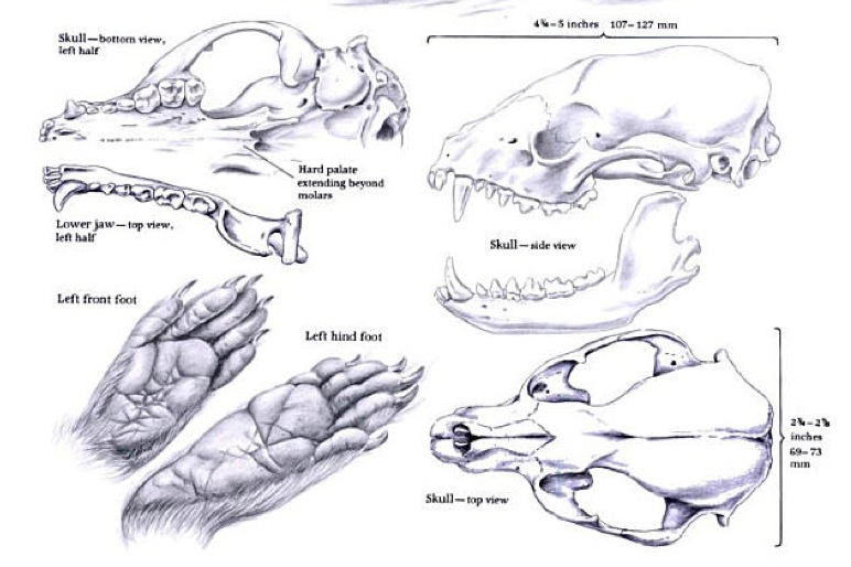 Springfield Plateau: Skulls and Furs