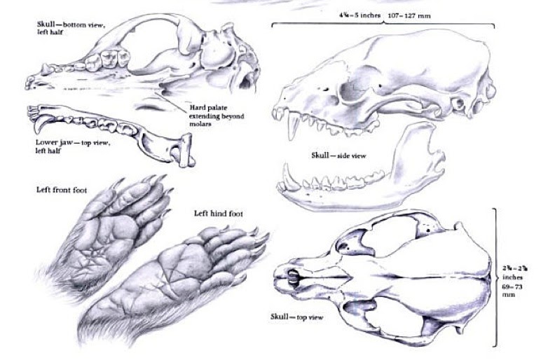 Springfield Plateau: Skulls and Furs