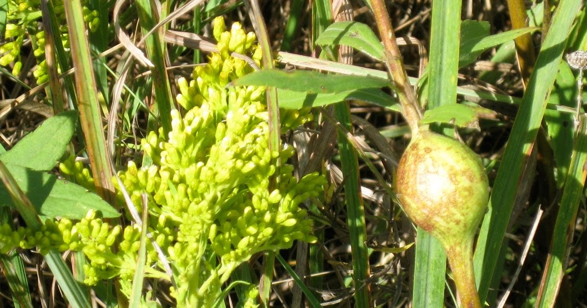 Springfield Plateau: Goldenrod Gall