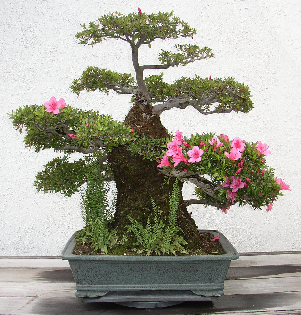 Talus Slopes: Bonsai Tree Photos