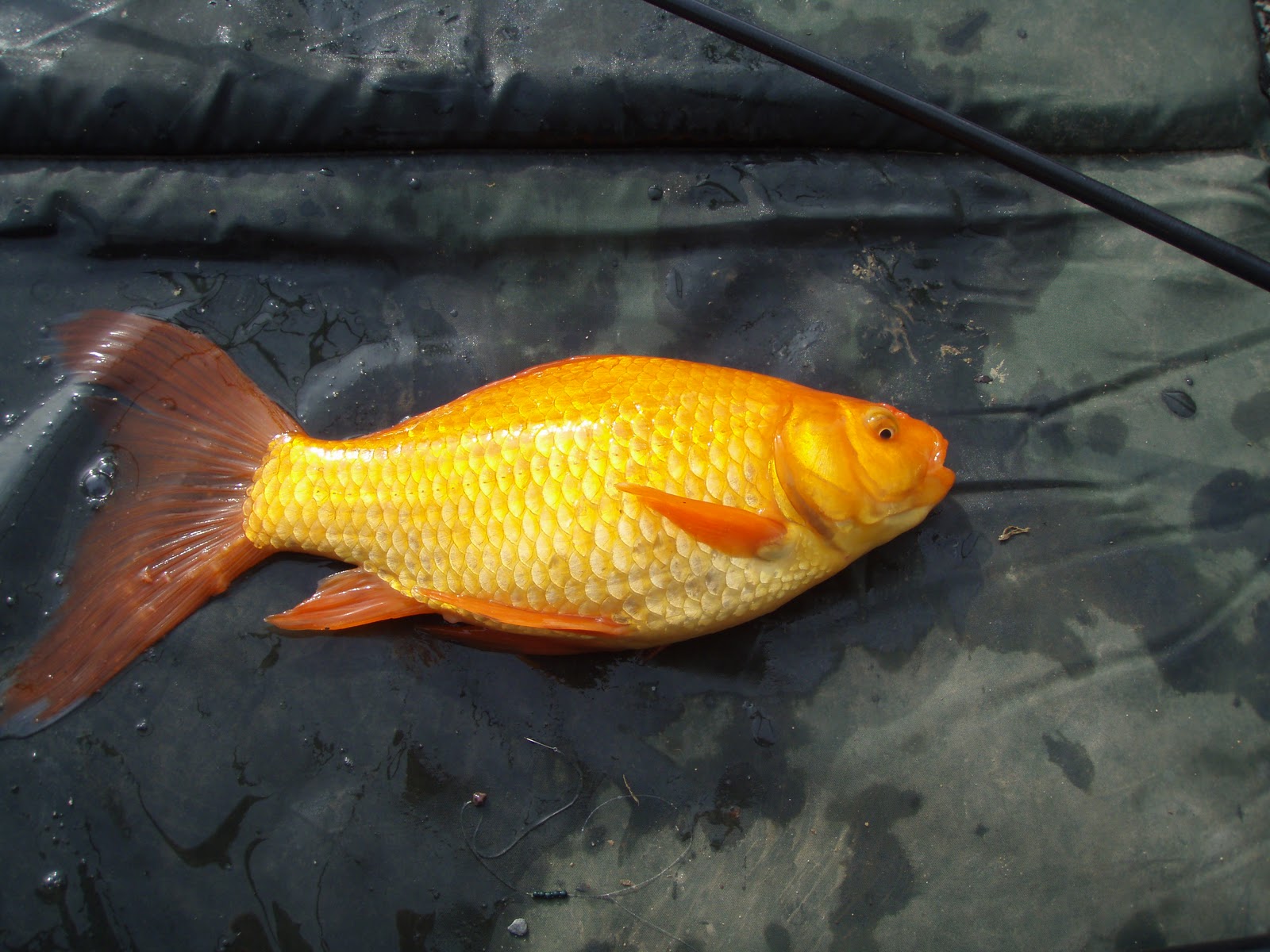 The Rivers Flow: Crucian Carp Fishing 2010