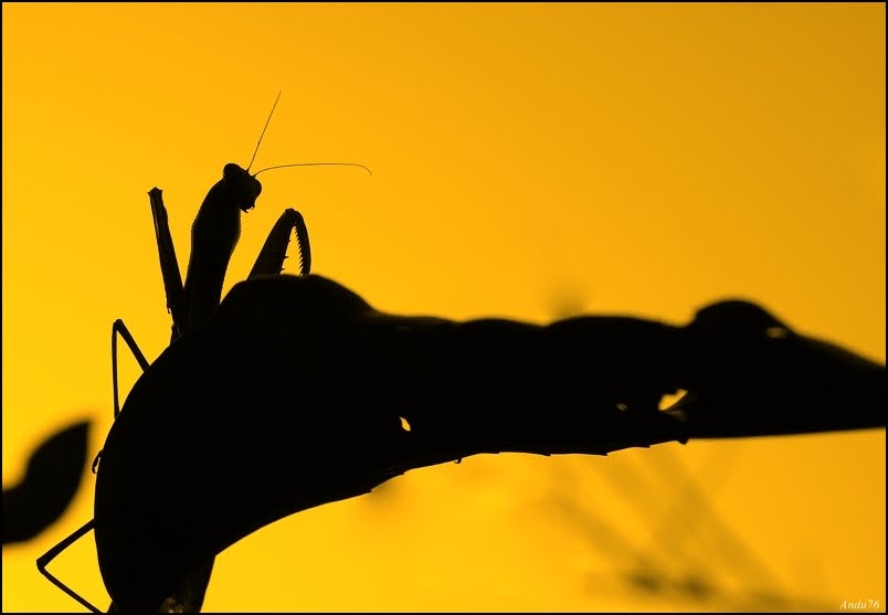 Mantis religiosa(Calugarita)