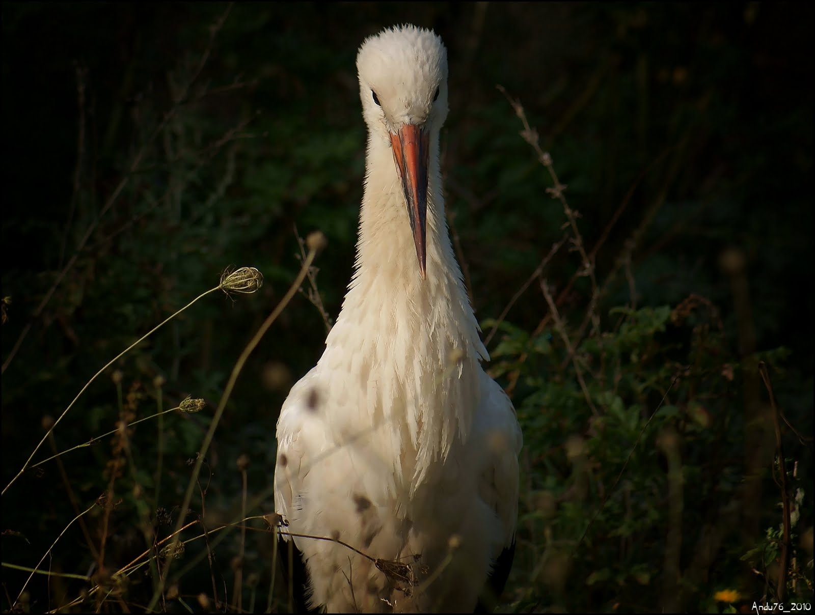Barza albă.Cocostârcul.Ciconia ciconia.White Stork.Cigüeña blanca