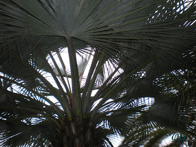 Palmeras resistentes al frío: Brahea brandegeei