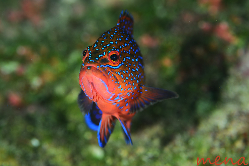 SOMBRAS NO MAR: GAROUPA DE PINTAS E PEIXE BALÃO