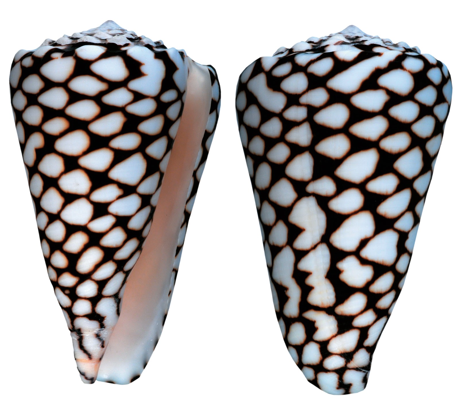 Science + Story: Autobiography of a Shell