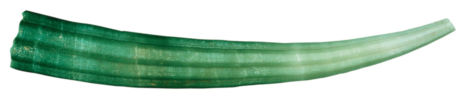 Science + Story: Autobiography of a Shell