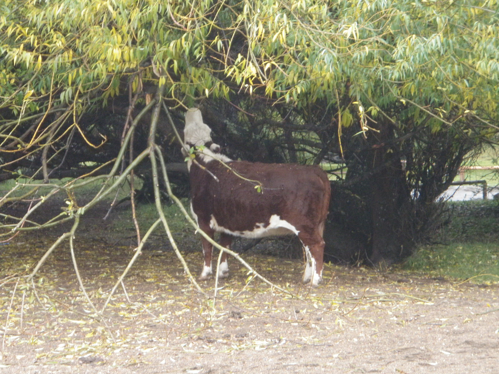 Uncle Pete's Excellent Adventure: BARILOCHE, PATAGONIA, ARGENTINA