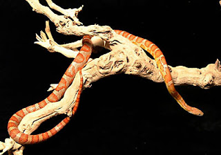 Miami Phase Cornsnake
