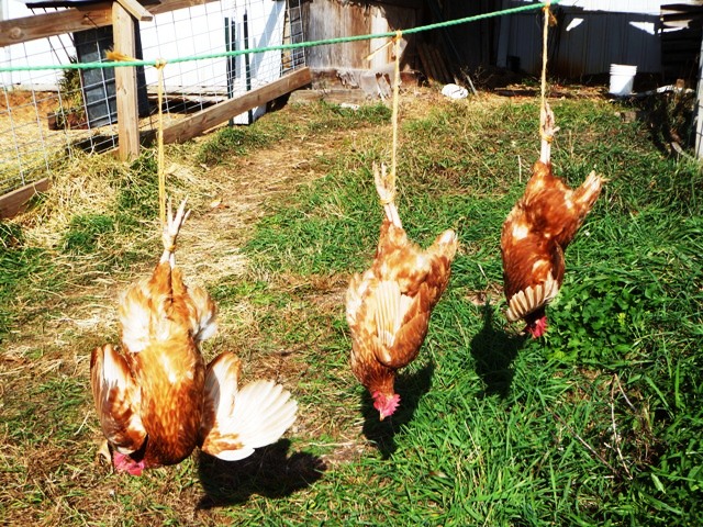 From Oven To Icebox: Well, kiss my pickle-- look who's choking chickens!