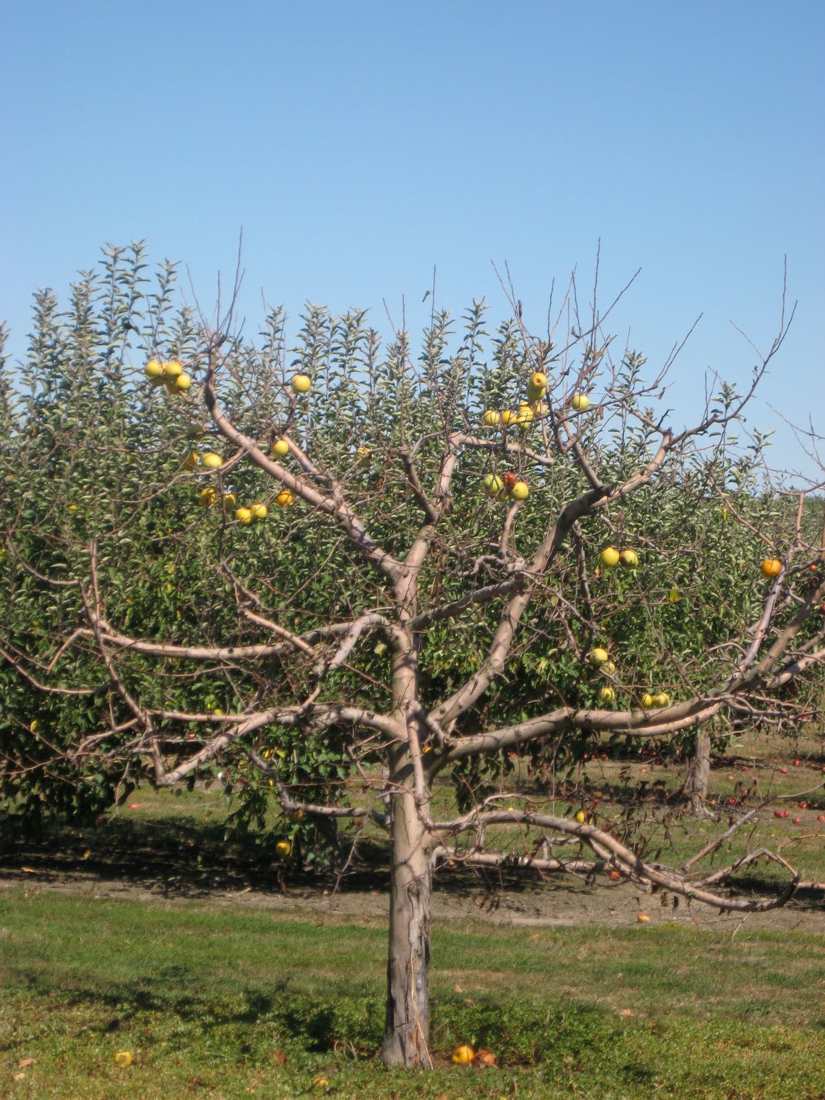 I love you a bushel and a peck