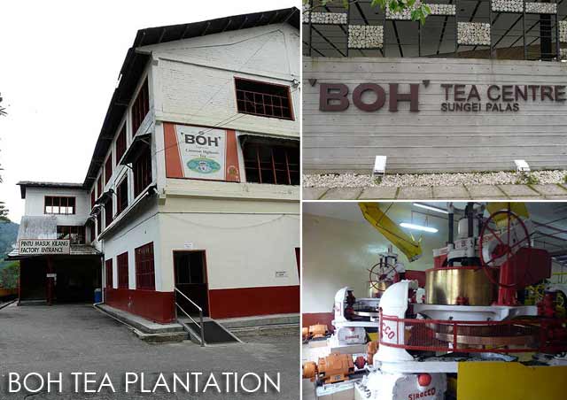 Malaysia: BOH Tea Plantation and more from Cameron Highlands | Ivan ...