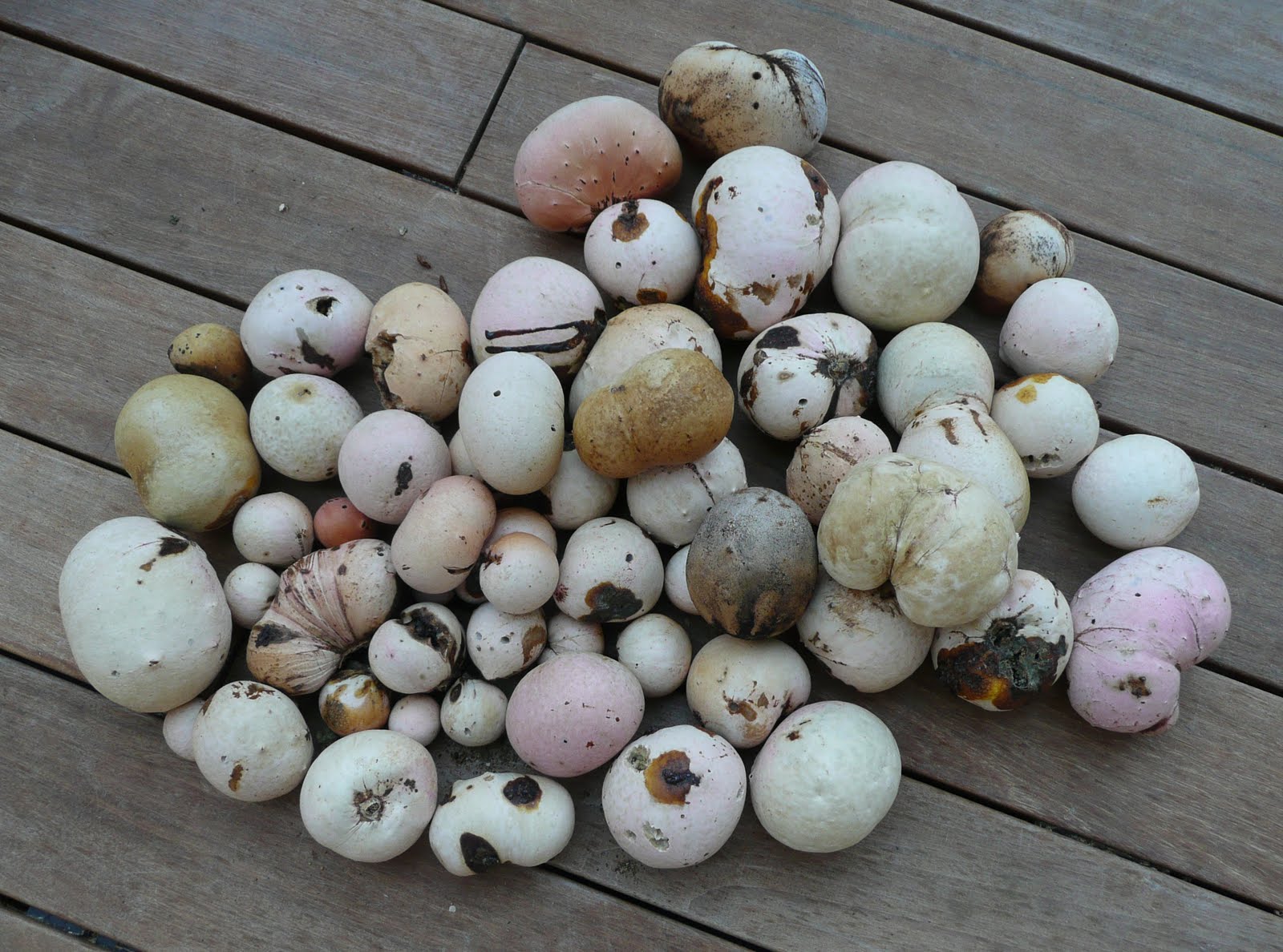 pulling radishes: Iron Gall Ink, part 1