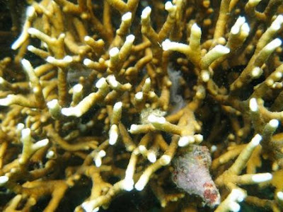 Papua New Guinea Biodiversity Hot spot