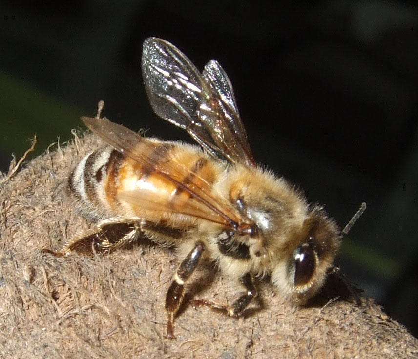 Bee-Magic Chronicles for Kids: Bees have Mummies Part I