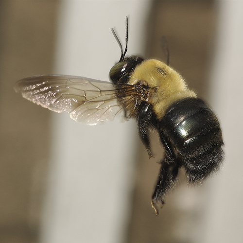 Bee-Magic Chronicles for Kids: Bees Have Teeth!