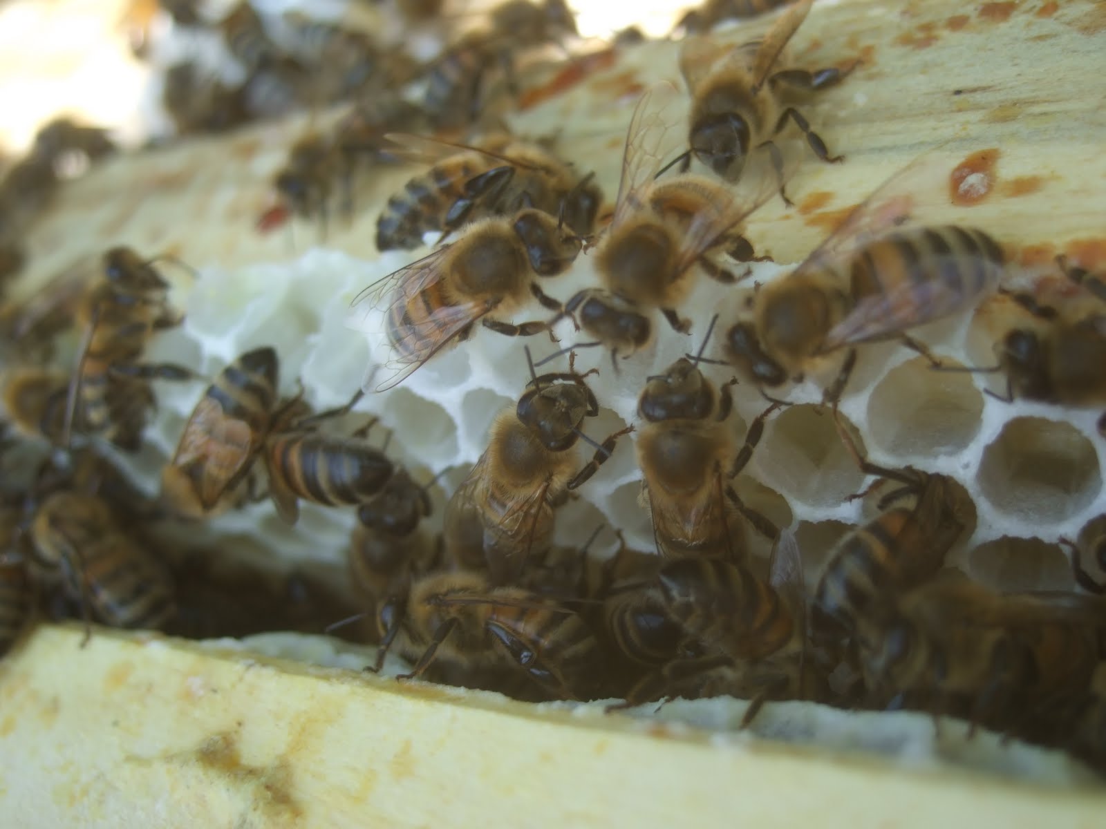 Bee-Magic Chronicles for Kids: Honey Comb and Soap Bubbles