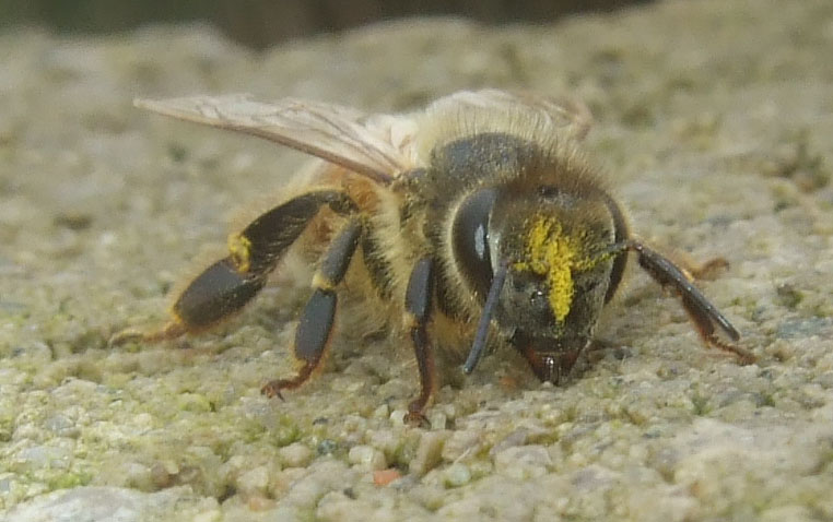 Bee-Magic Chronicles for Kids: Pollen Face, I Love You