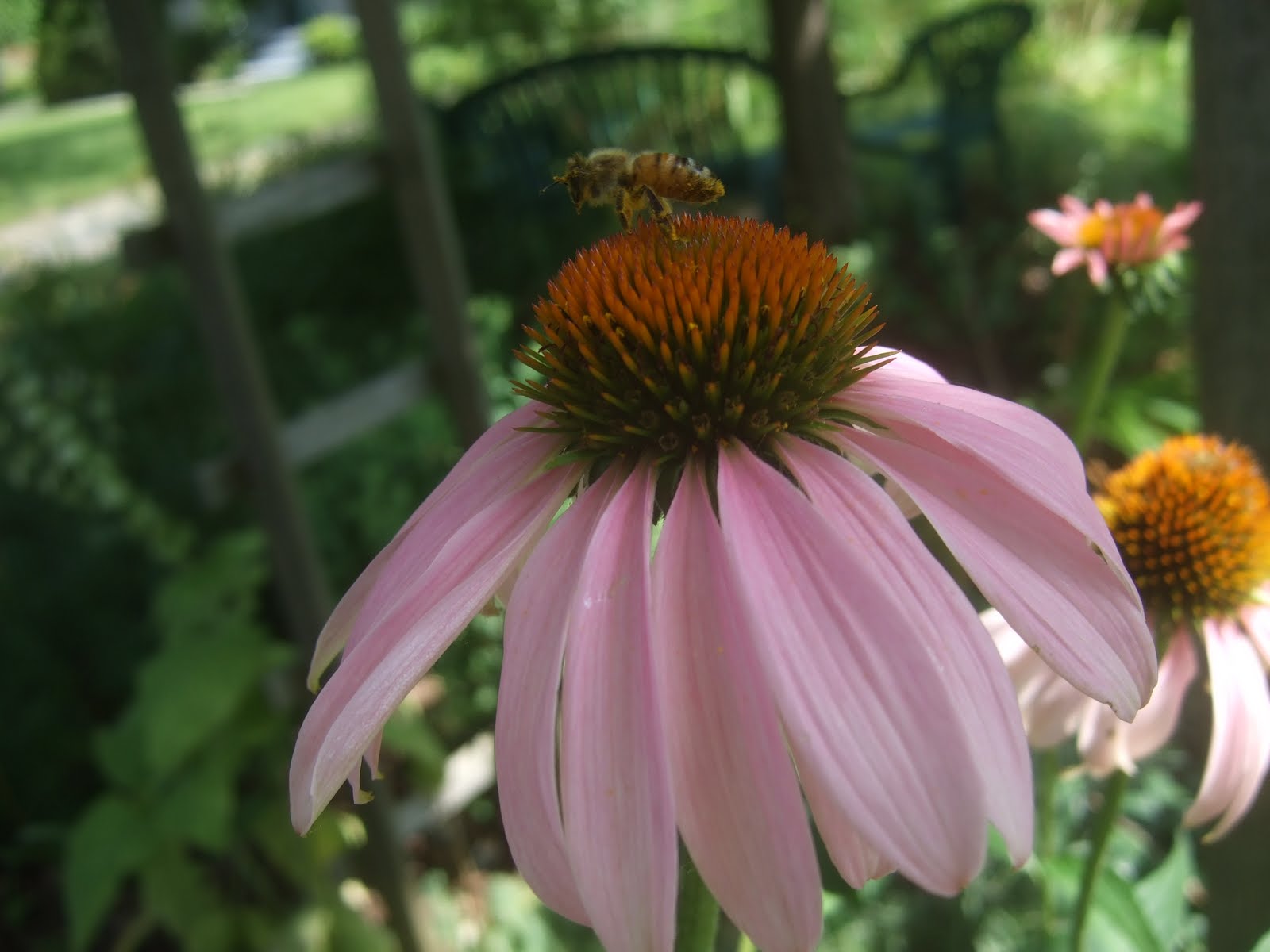 Bee-Magic Chronicles for Kids: Electric Bees