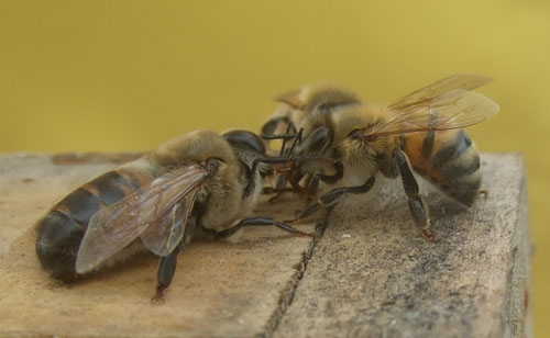 Bee-Magic Chronicles for Kids: The Birds and The Bees